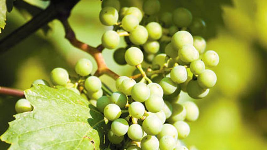 Botritisz elleni védekezés a szőlőben - Szabad Föld