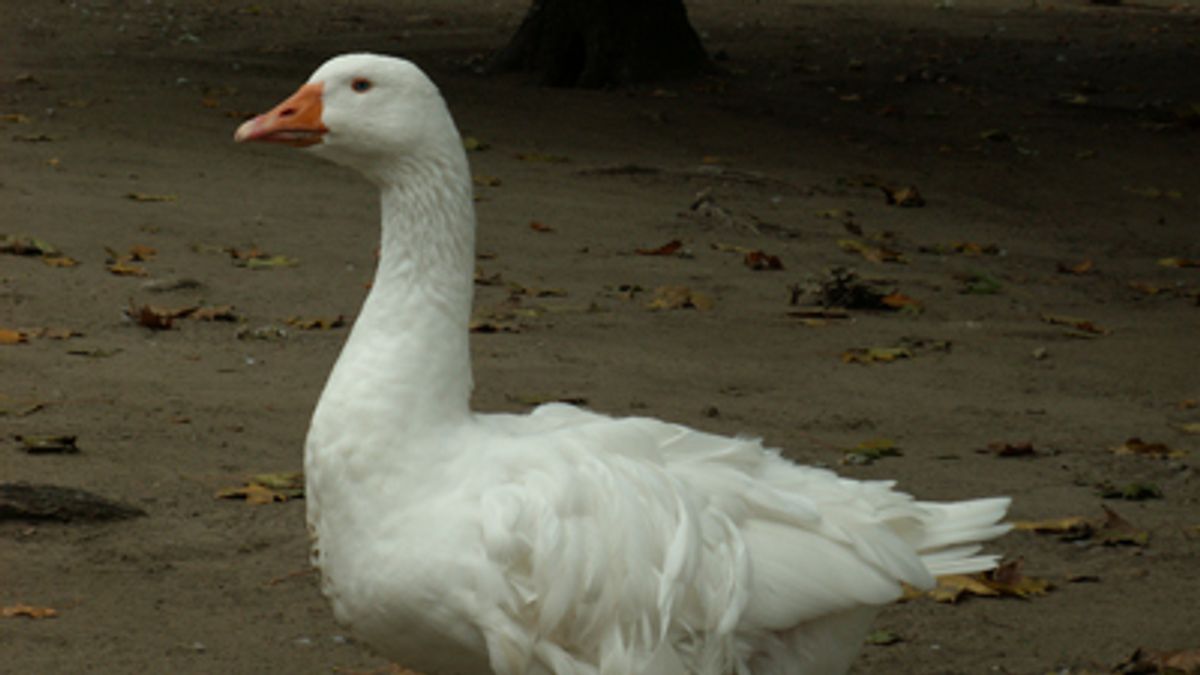 Nosztalgiából: fodros tollú magyar lúd - Szabad Föld