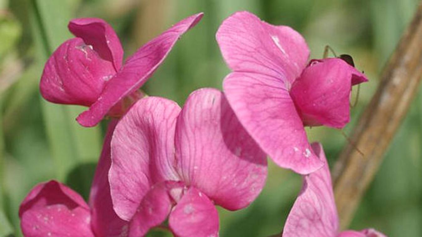 Nyílik a mogyorós lednek - Szabad Föld