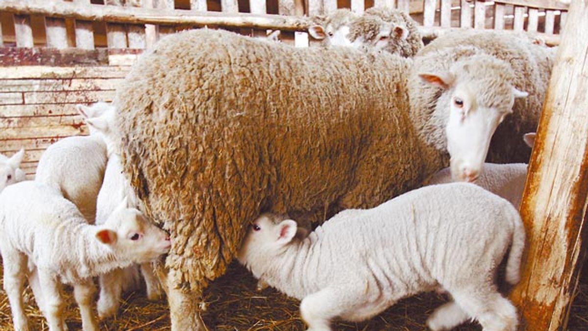 Ma született bárányok - Szabad Föld