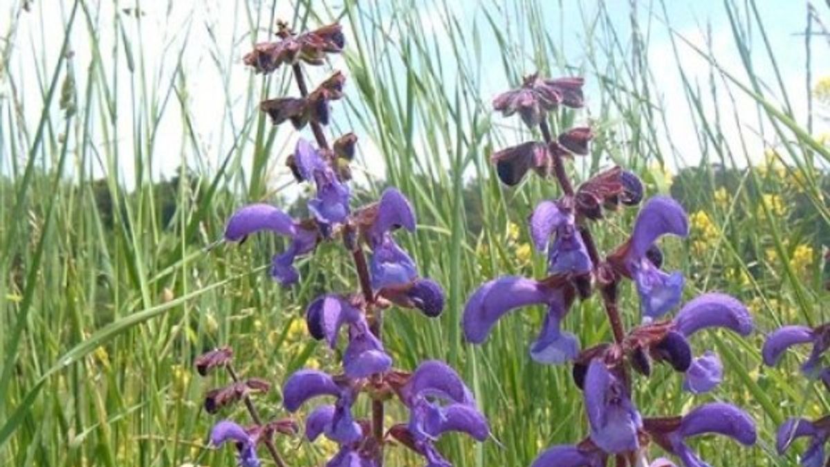 Nyílik a mezei zsálya - Szabad Föld