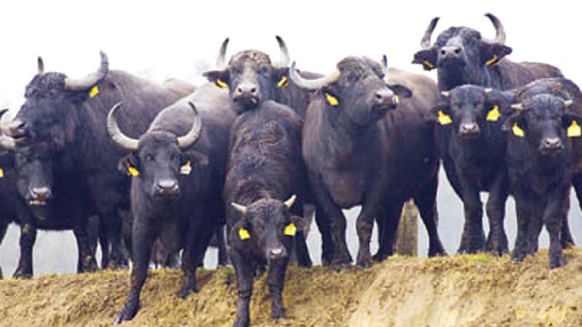 Atomóra a fejben - Szabad Föld