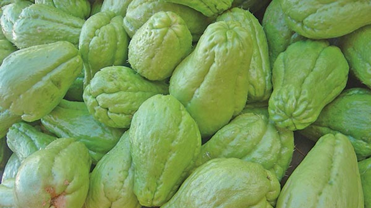 Chayot, az egymagvú tök - Szabad Föld